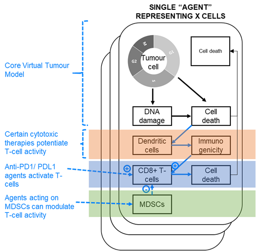 How modelling can maximise the efficacy of cancer immunotherapy ...
